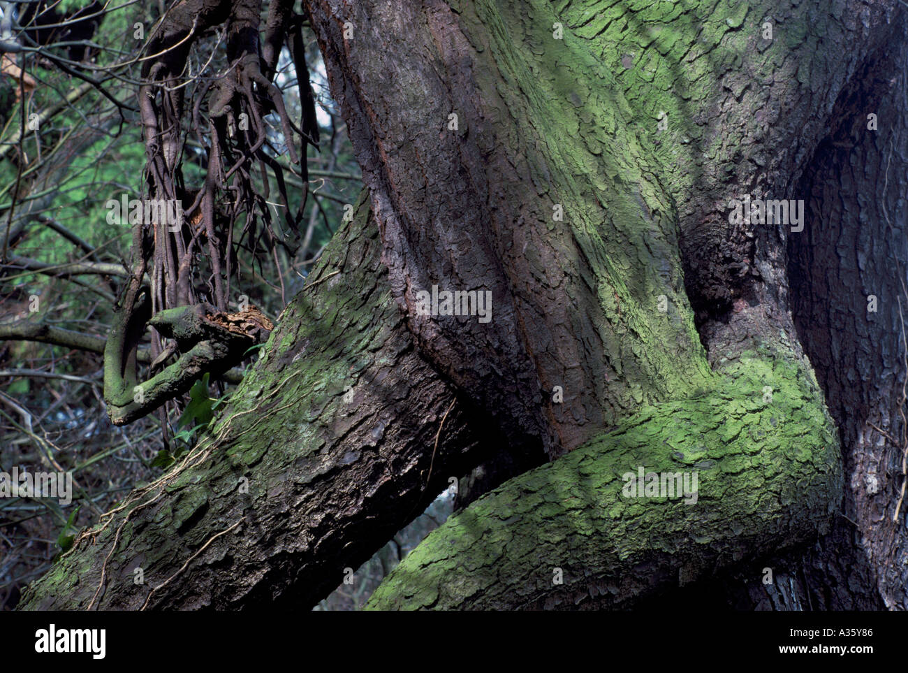 Entwined trees hi-res stock photography and images - Alamy