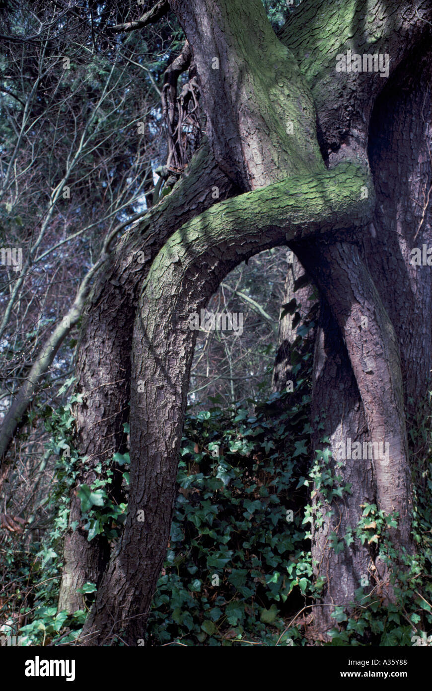 Entwined trees hi-res stock photography and images - Alamy