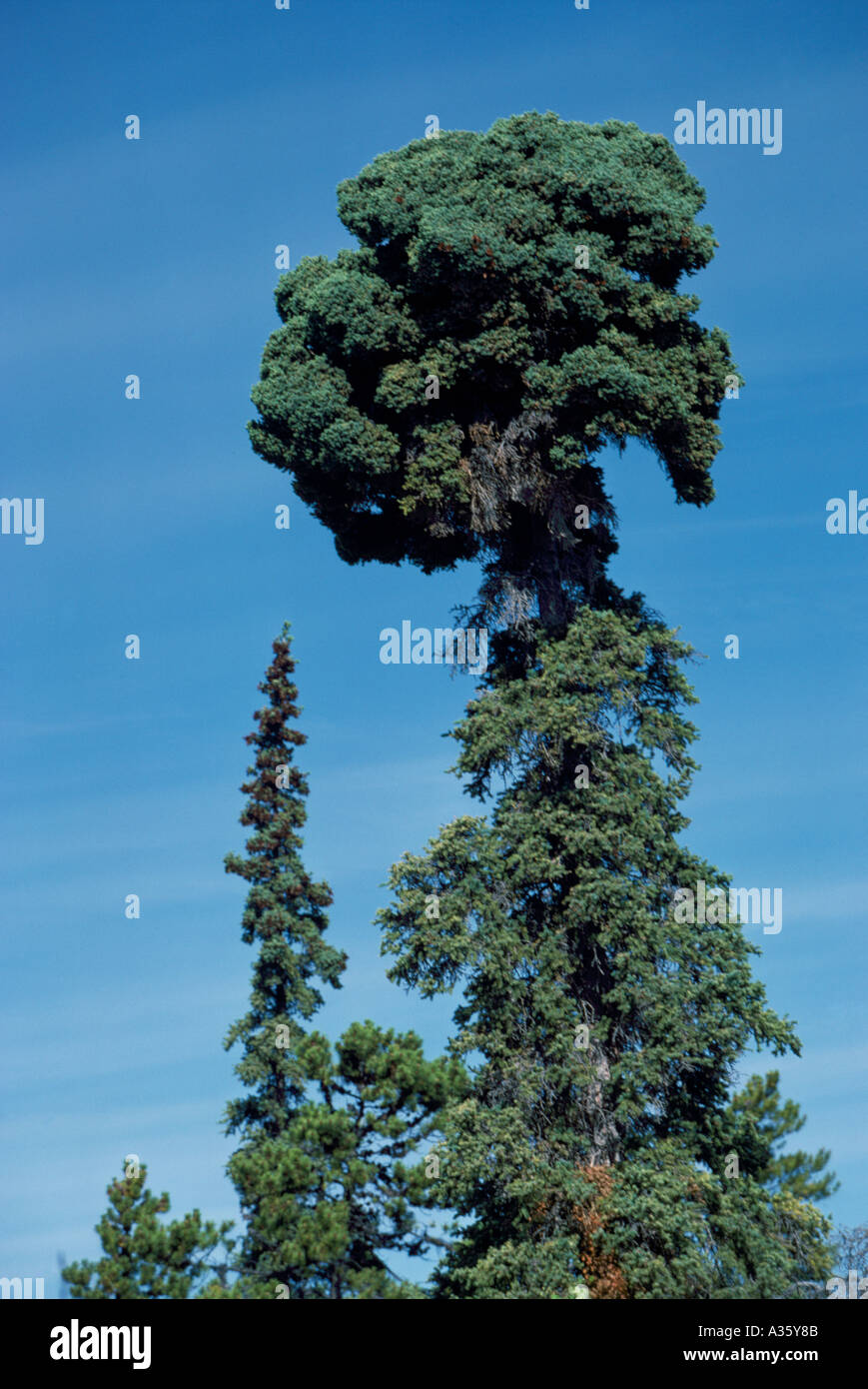 Abnormal growth hi-res stock photography and images - Alamy