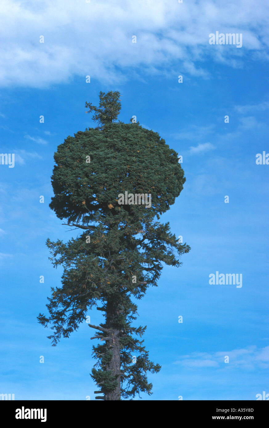 Abnormal growth hi-res stock photography and images - Alamy