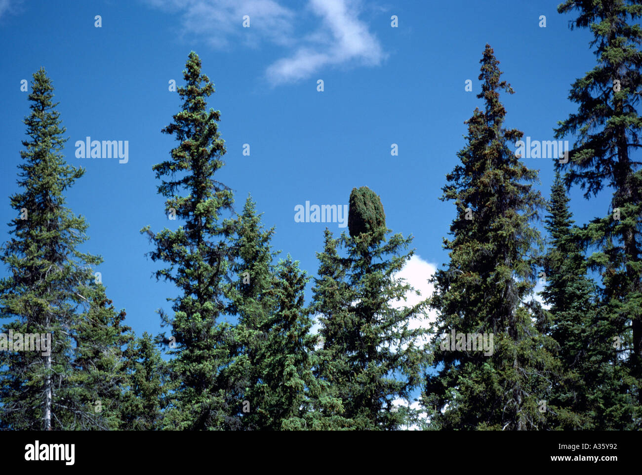 Spruce boughs hi-res stock photography and images - Alamy