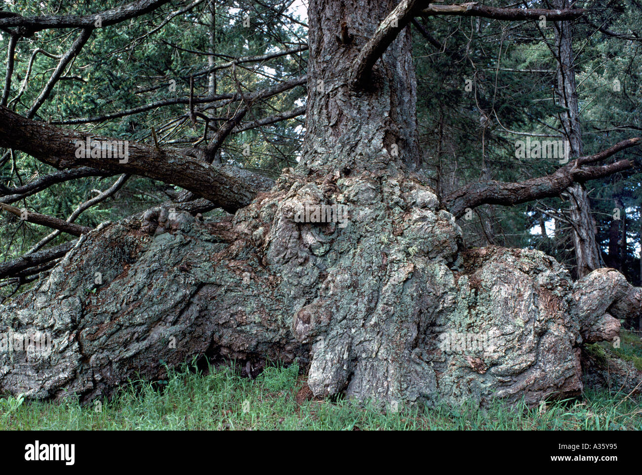 Abnormal root growth hi-res stock photography and images - Alamy