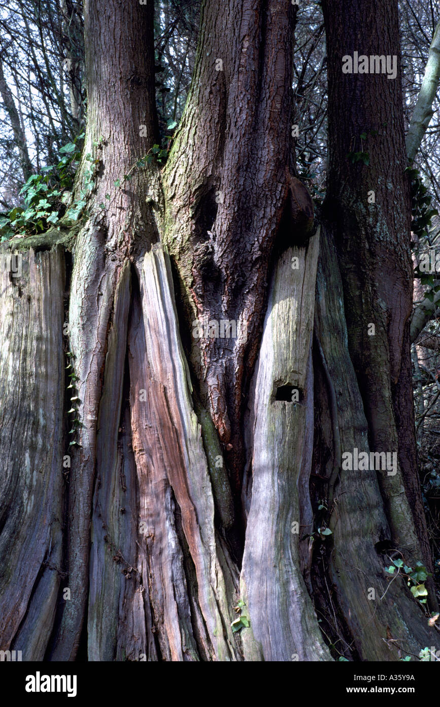 Nursing Trees growing out of a Decomposed Cedar Tree Stump in British ...