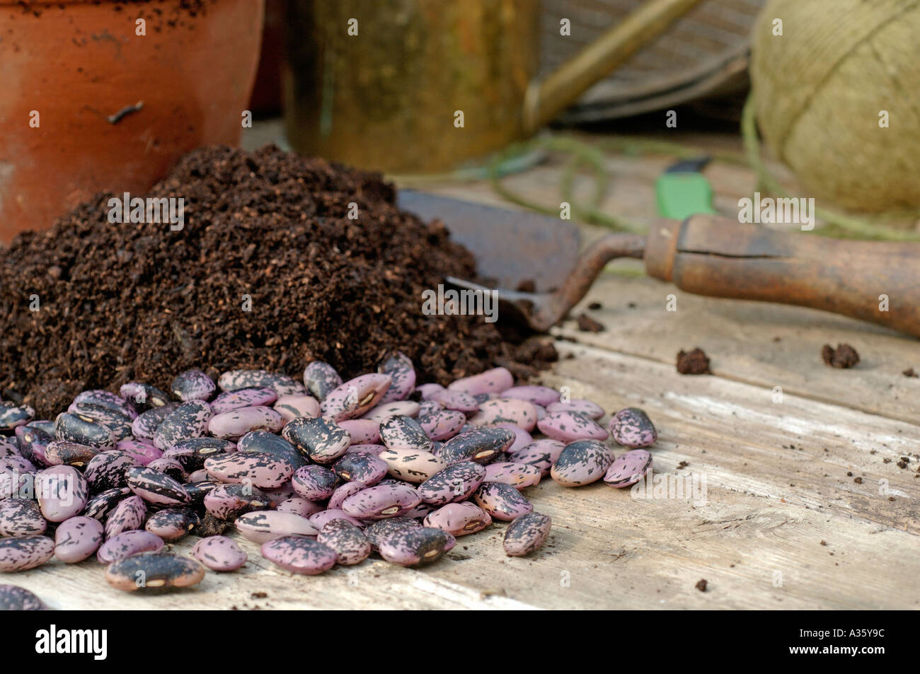 Potting shed bench in springtime with runner bean seed and seed compost ...
