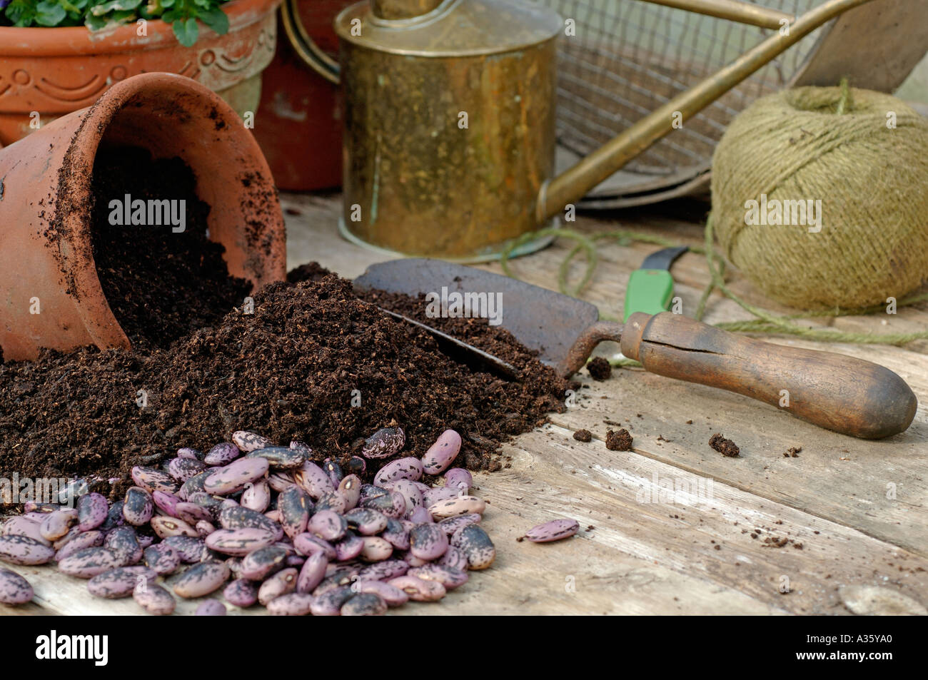 Potting shed bench in springtime with runner bean seeds and sowing ...