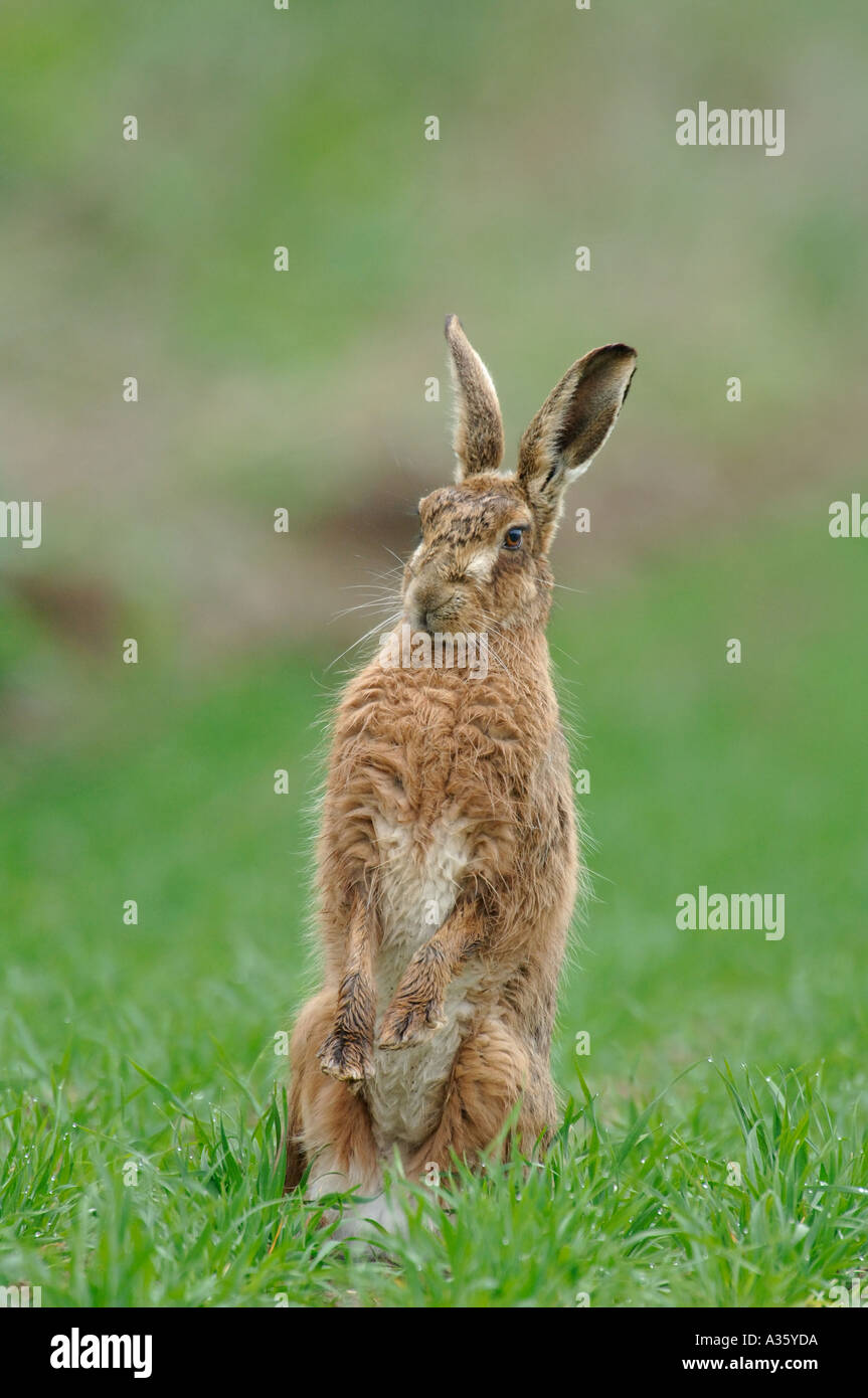 Brown hare sitting upright hi-res stock photography and images - Alamy