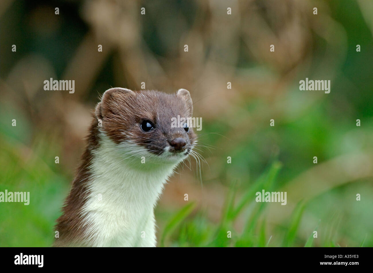 Stoat Face High Resolution Stock Photography and Images - Alamy