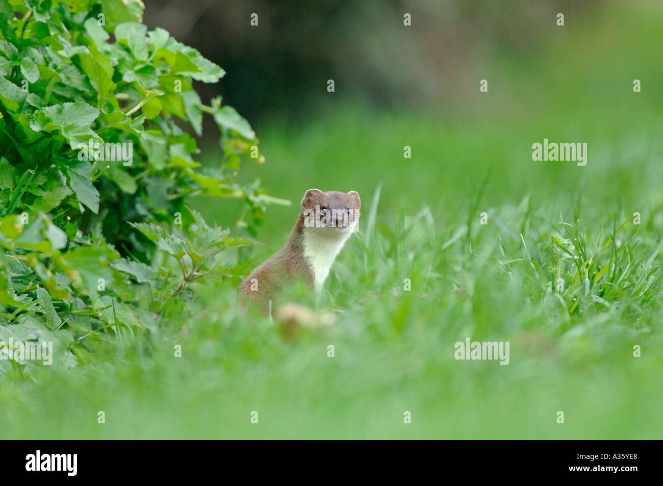 Hunting Stoat mustela erminea Stock Photo - Alamy