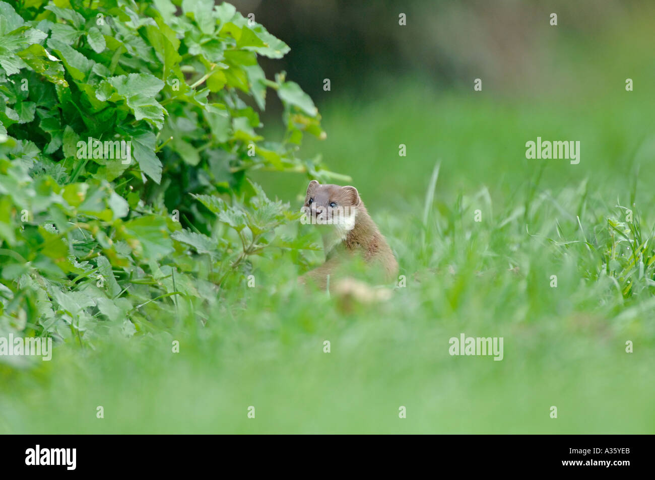 Hunting stoat hi-res stock photography and images - Alamy
