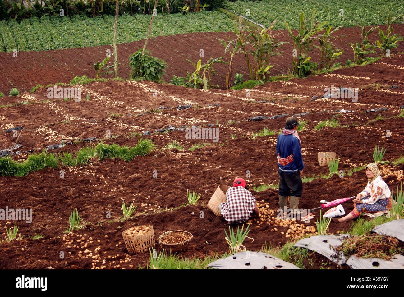 Terrace farming on hillsides hi-res stock photography and images - Alamy