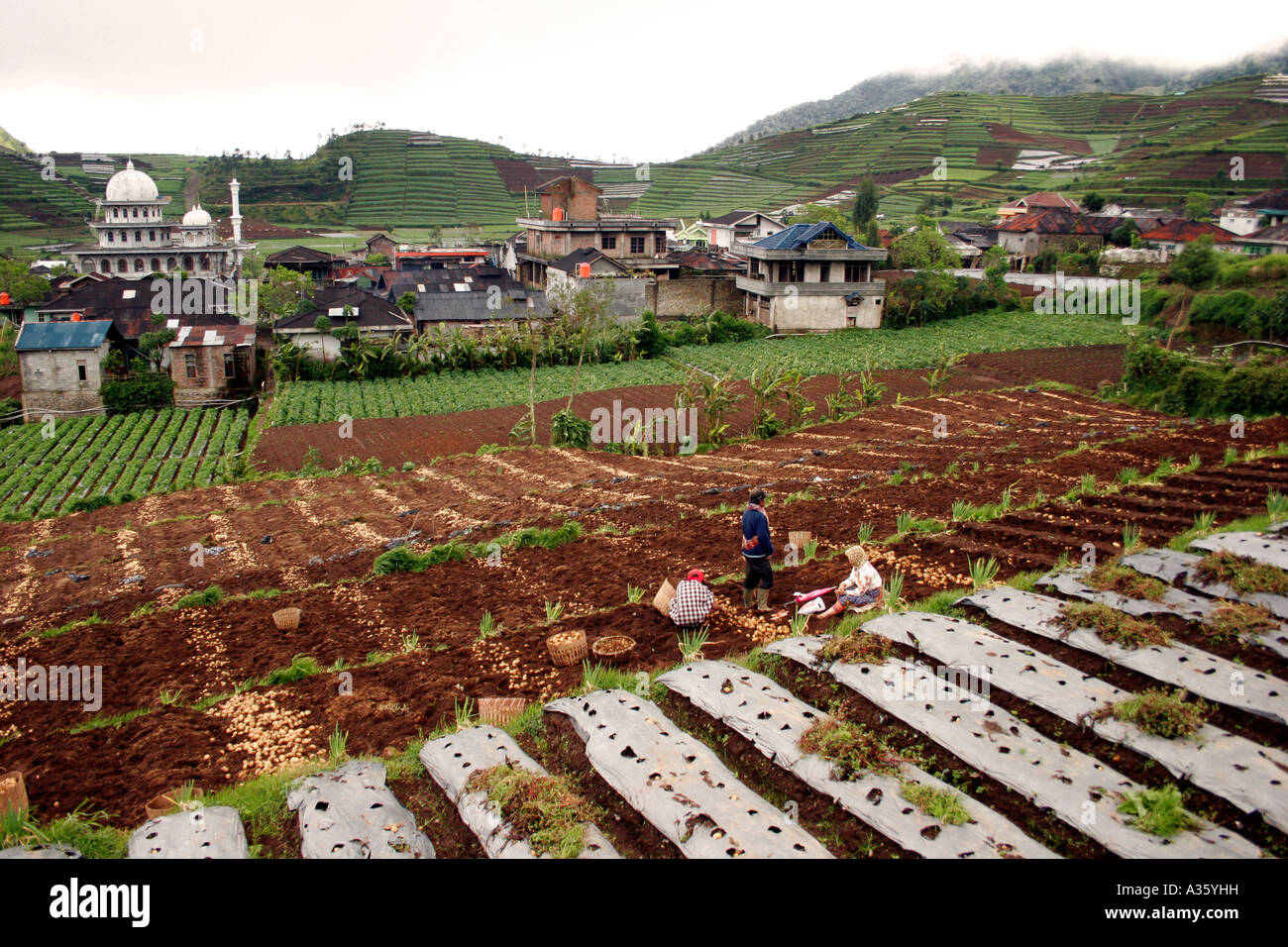 Terraces growing potatoes, cabbages and carrots, Dieng Plateau ...