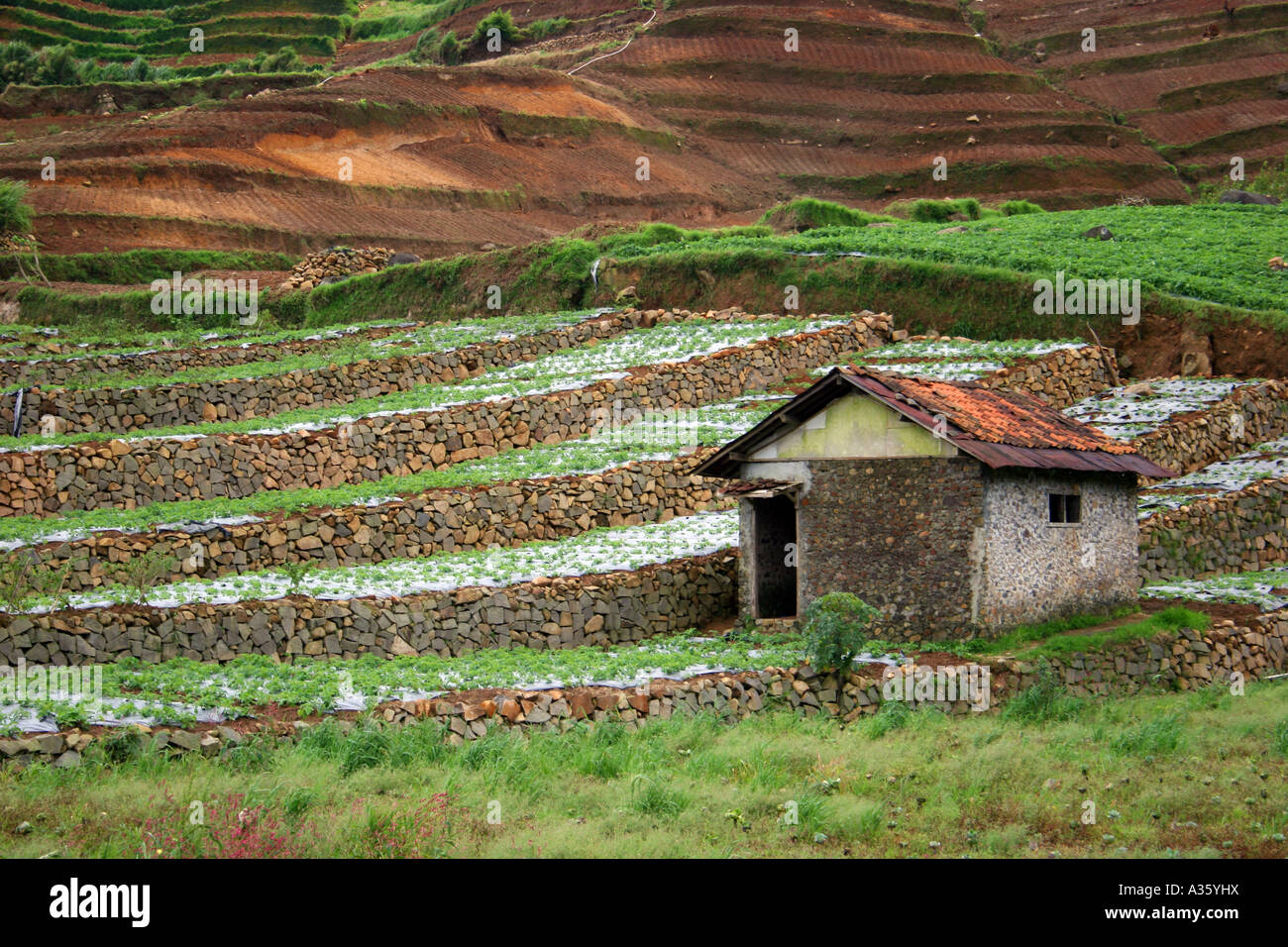 Terraces growing potatoes, cabbages and carrots, Dieng Plateau ...