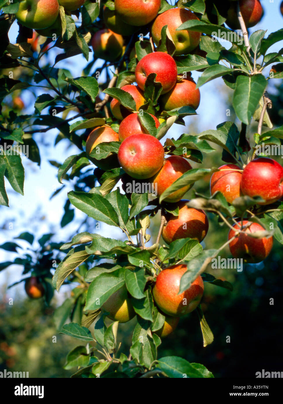 Aepfel am Baum, apple on the tree Stock Photo - Alamy