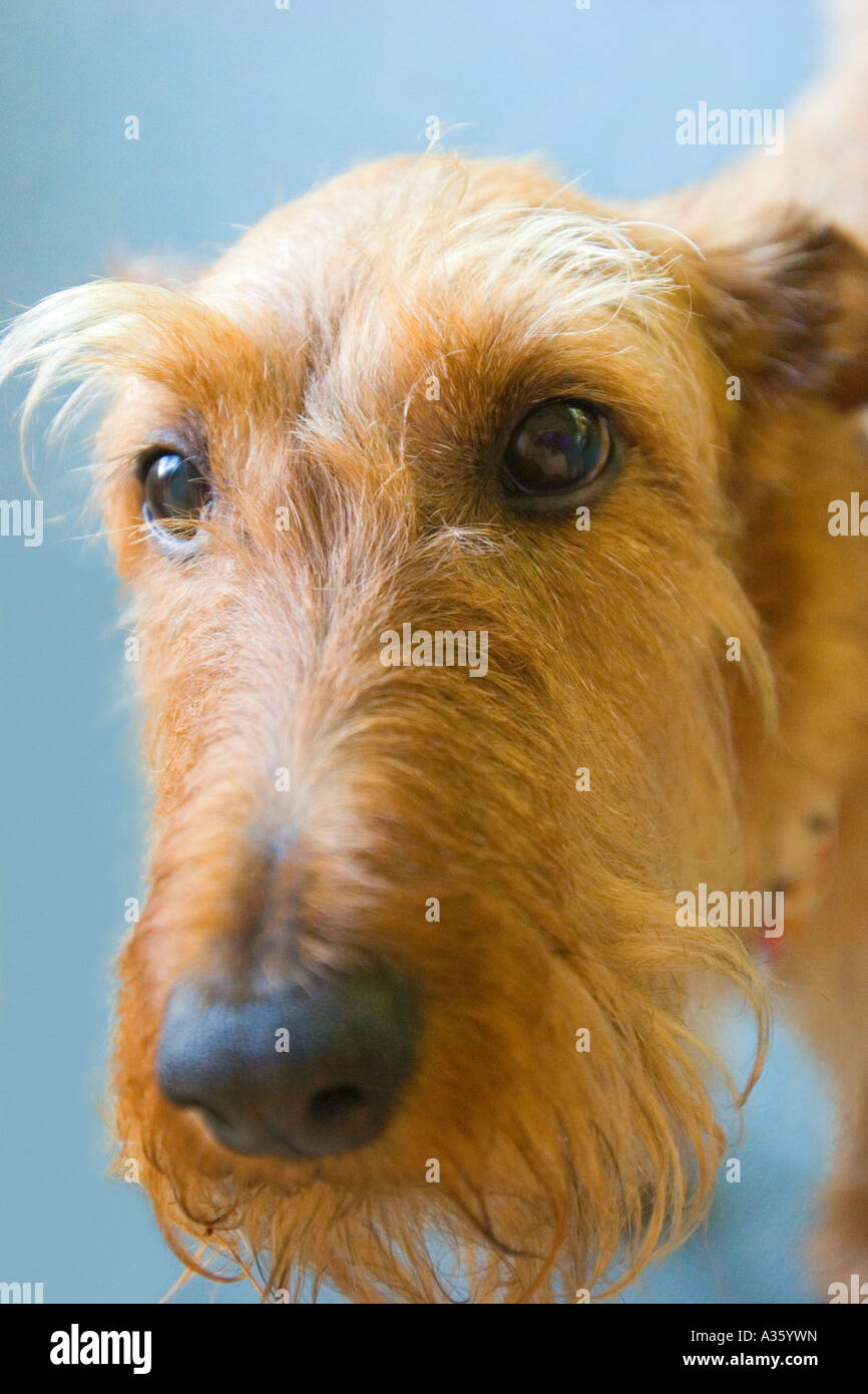 Irish red terrier hi-res stock photography and images - Alamy