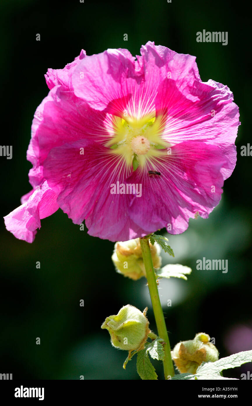 Stockrose Bauernrose im Garten, Alcea Rosea Stock Photo - Alamy