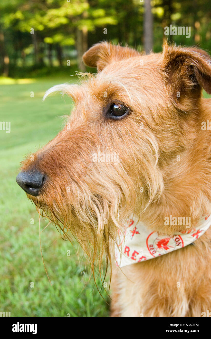 Irish red terrier hi-res stock photography and images - Alamy