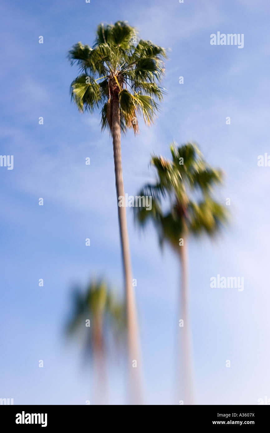 A selective focus image of depicts three palm trees against a tropical ...