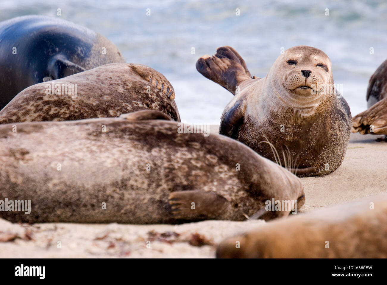 A group of harbor seals relax on a beach in souther California Stock ...