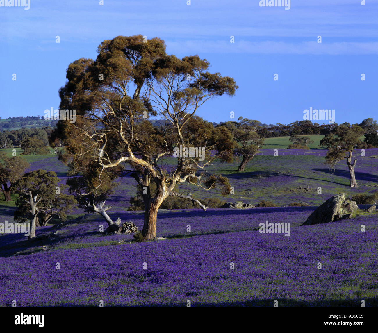 Gum tree surrounded by spring flowers known locally as Salvation Jane ...