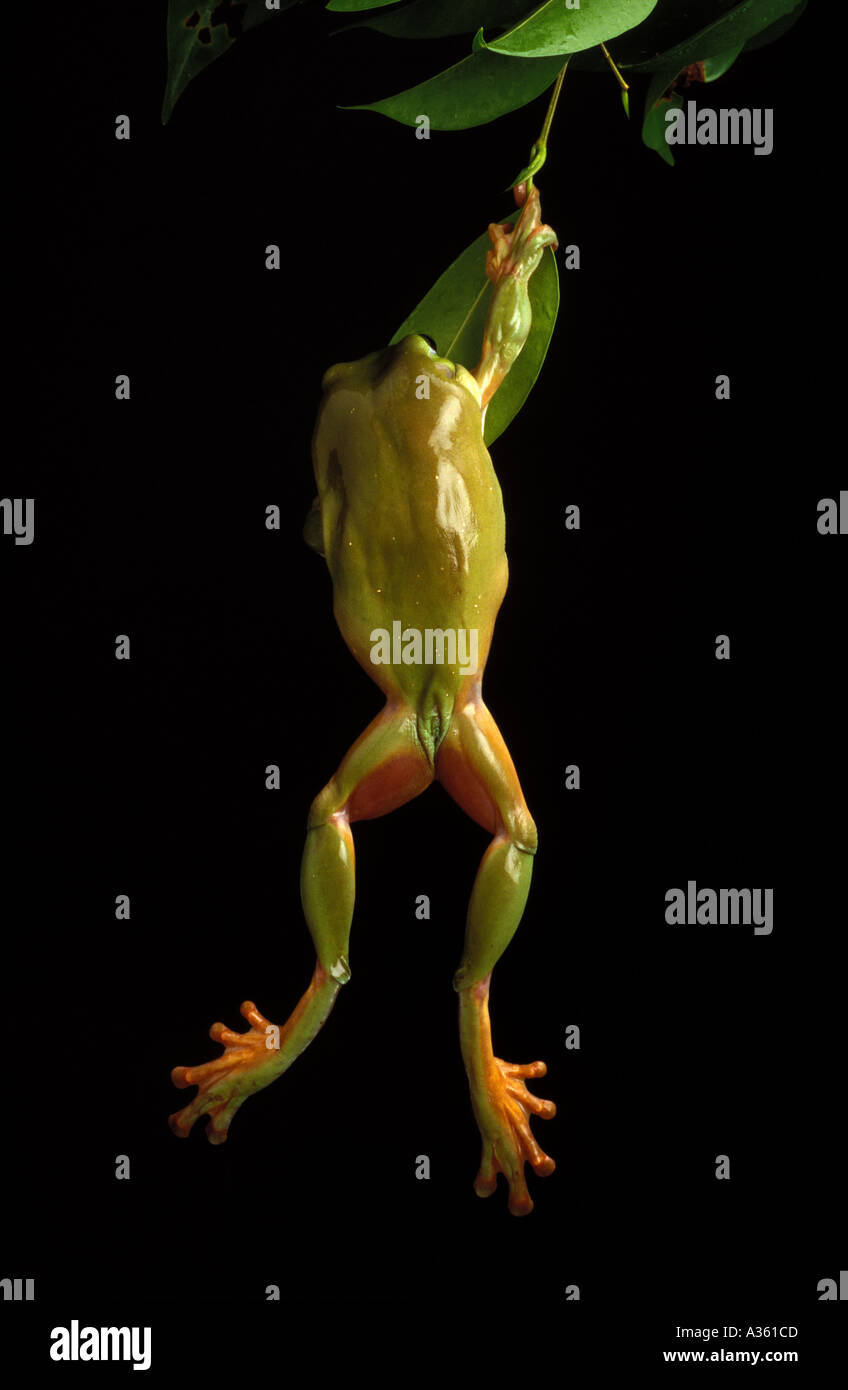Hanging Frog green tree frog litoria gracilenta 0122 Stock Photo - Alamy