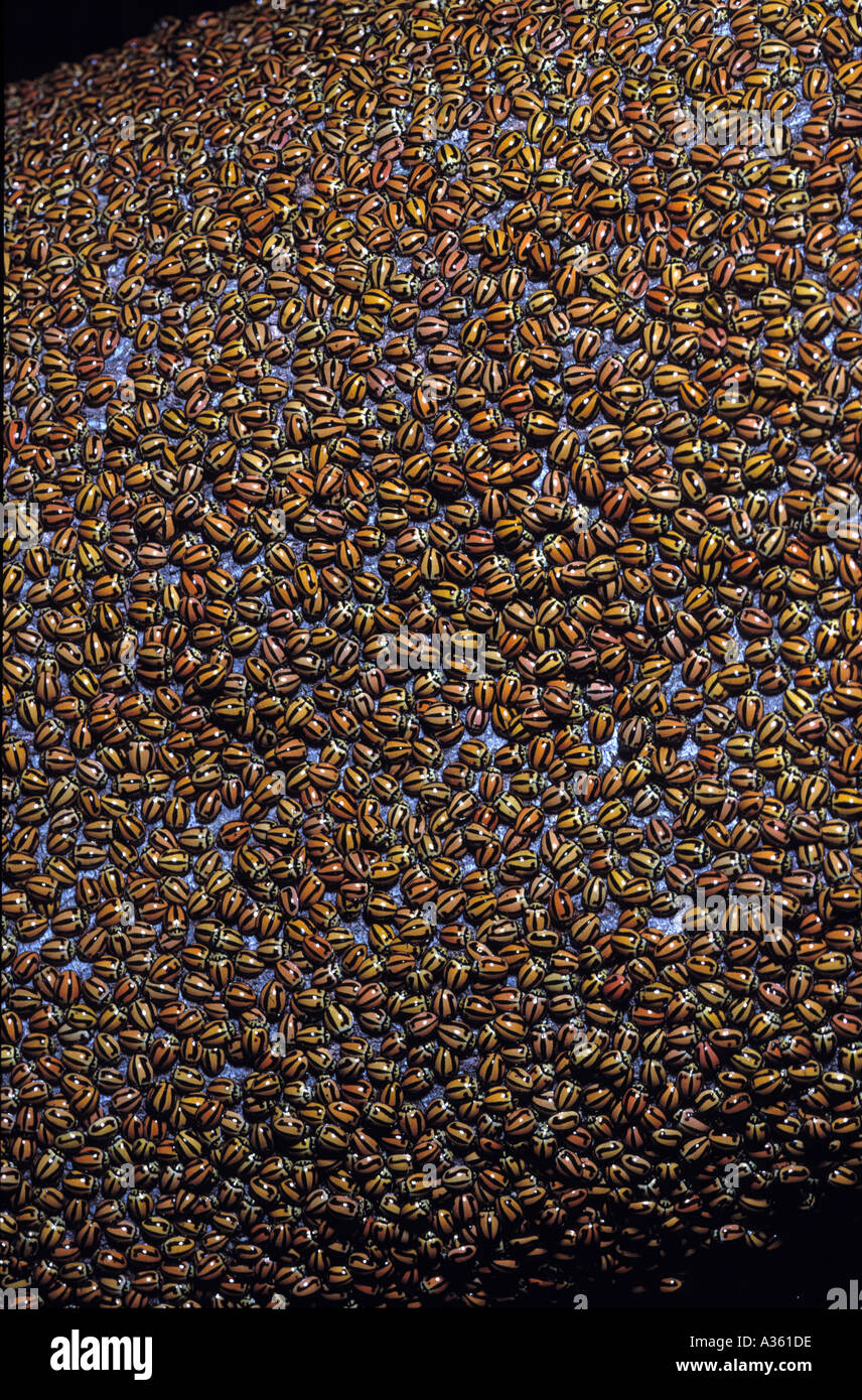 Lots of Lady Bugs 0095 Stock Photo - Alamy