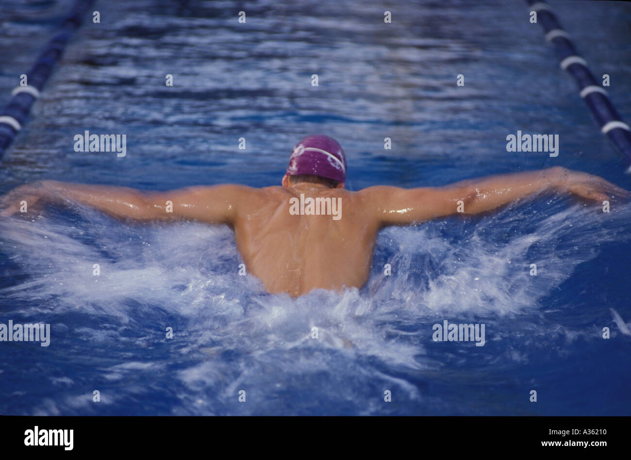 Swimmer Butterfly 0167 Stock Photo - Alamy