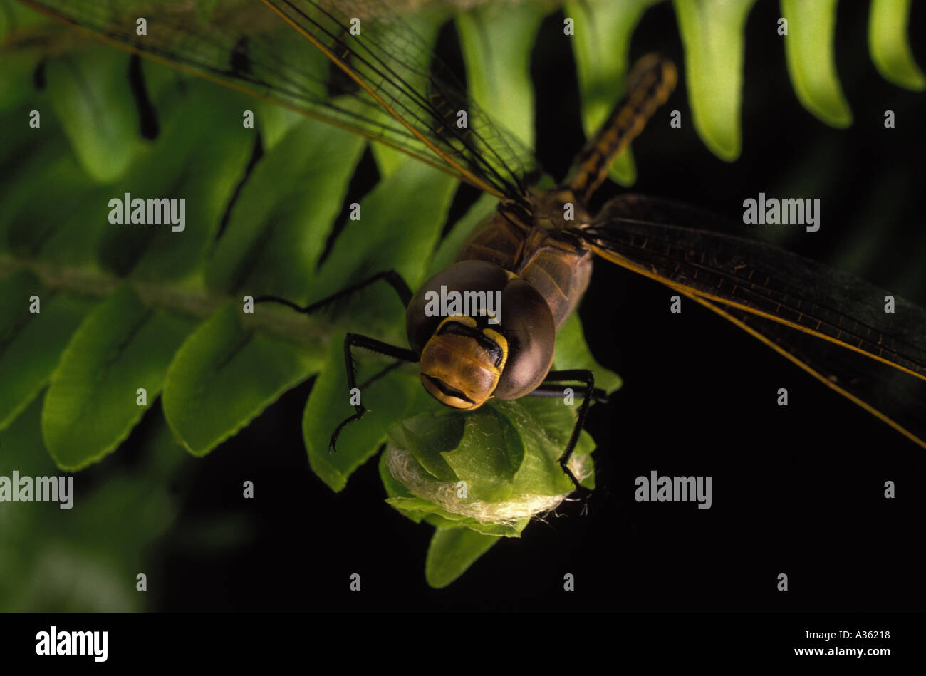 Dragon Fly on Fern 0155 Stock Photo - Alamy