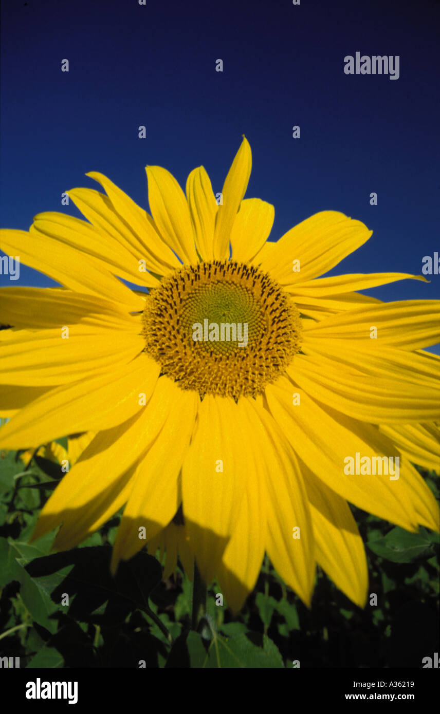 Sunflower farm australia hi-res stock photography and images - Alamy