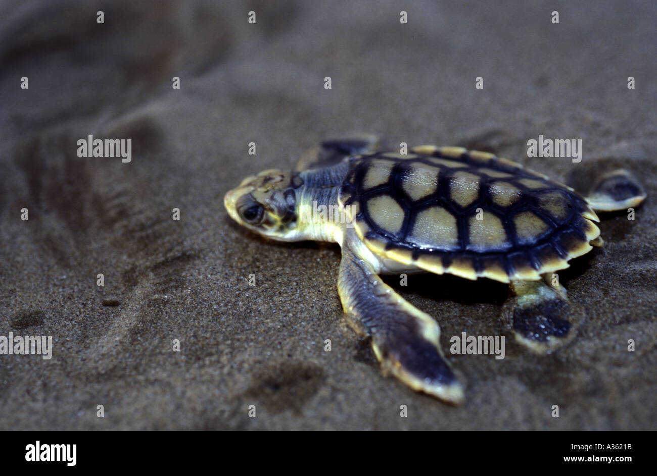 Baby Turtle 0178 Stock Photo - Alamy