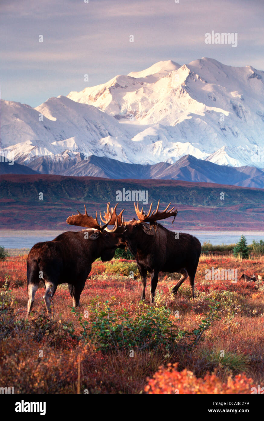 Two bull moose size each other up in brilliant fall colors with Mt ...