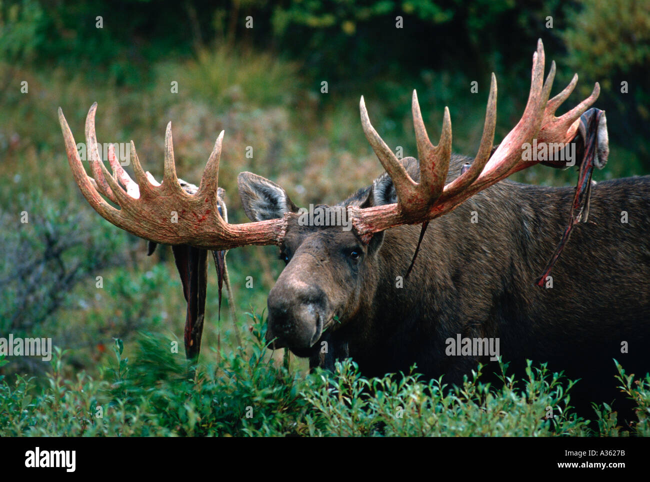 Giant Bull Moose