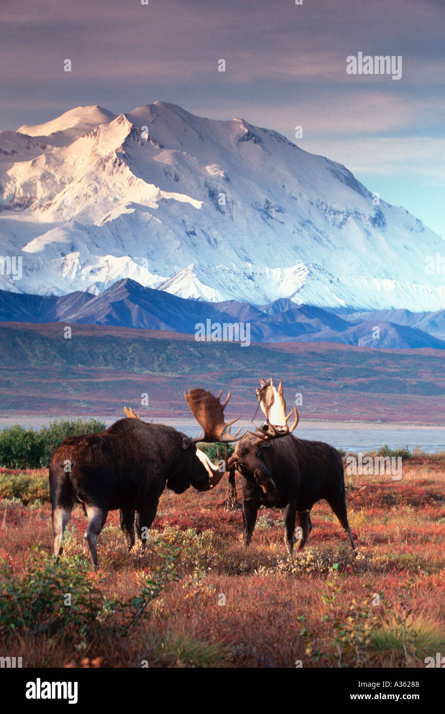 Two bull moose joust in brilliant fall colors with Mt McKinley towering ...