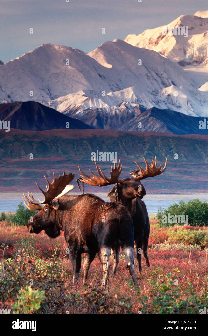 Two bull moose compare antlers in brilliant fall colors with Mt ...