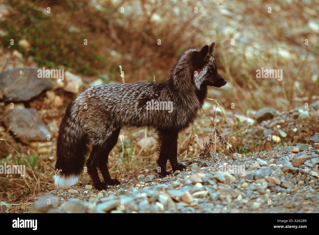 Silver Fox in Denali National Park, Shot in the wild Stock Photo - Alamy