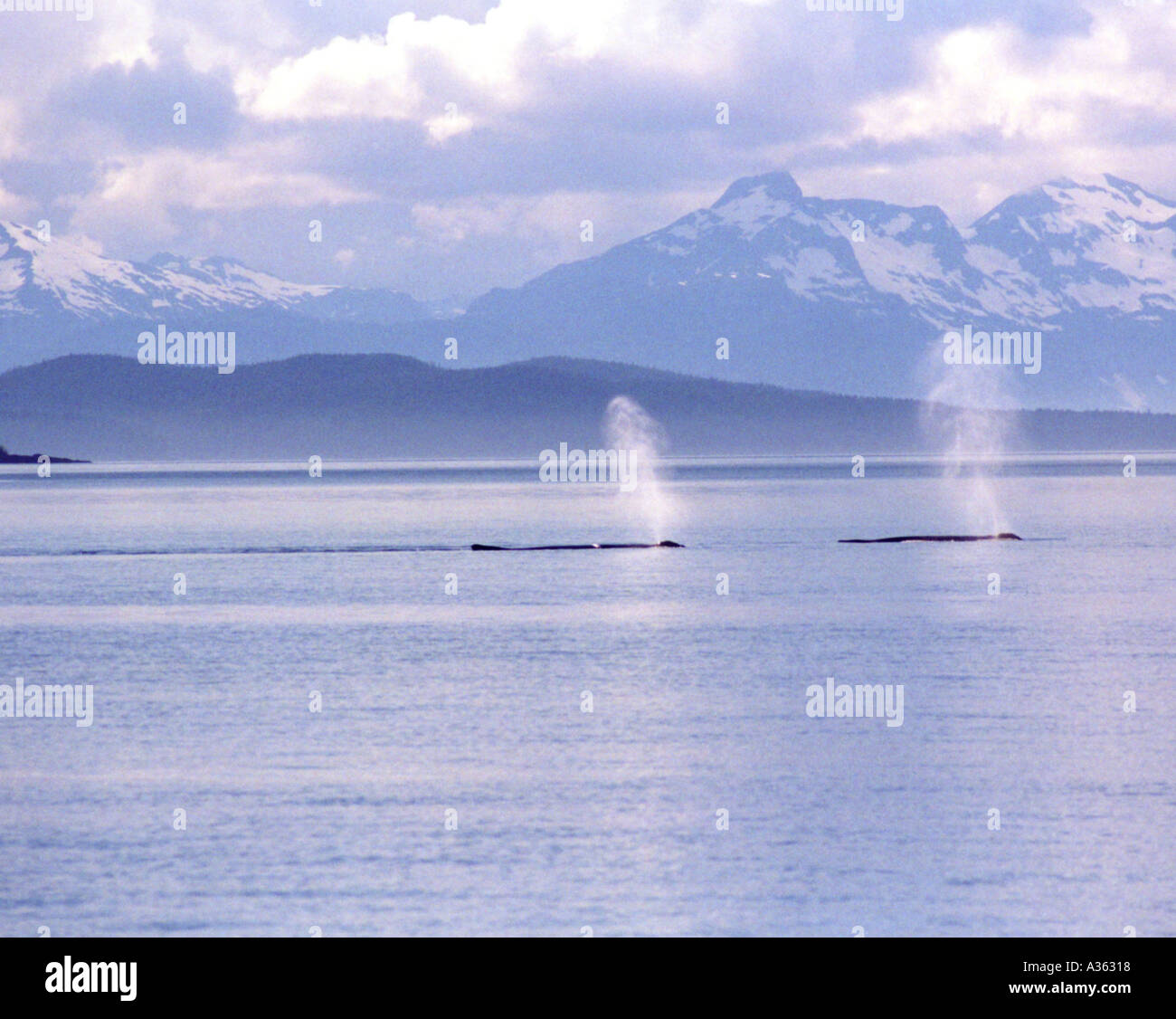 Humpback Whales In Fredrick Sound Alaska Stock Photo - Alamy