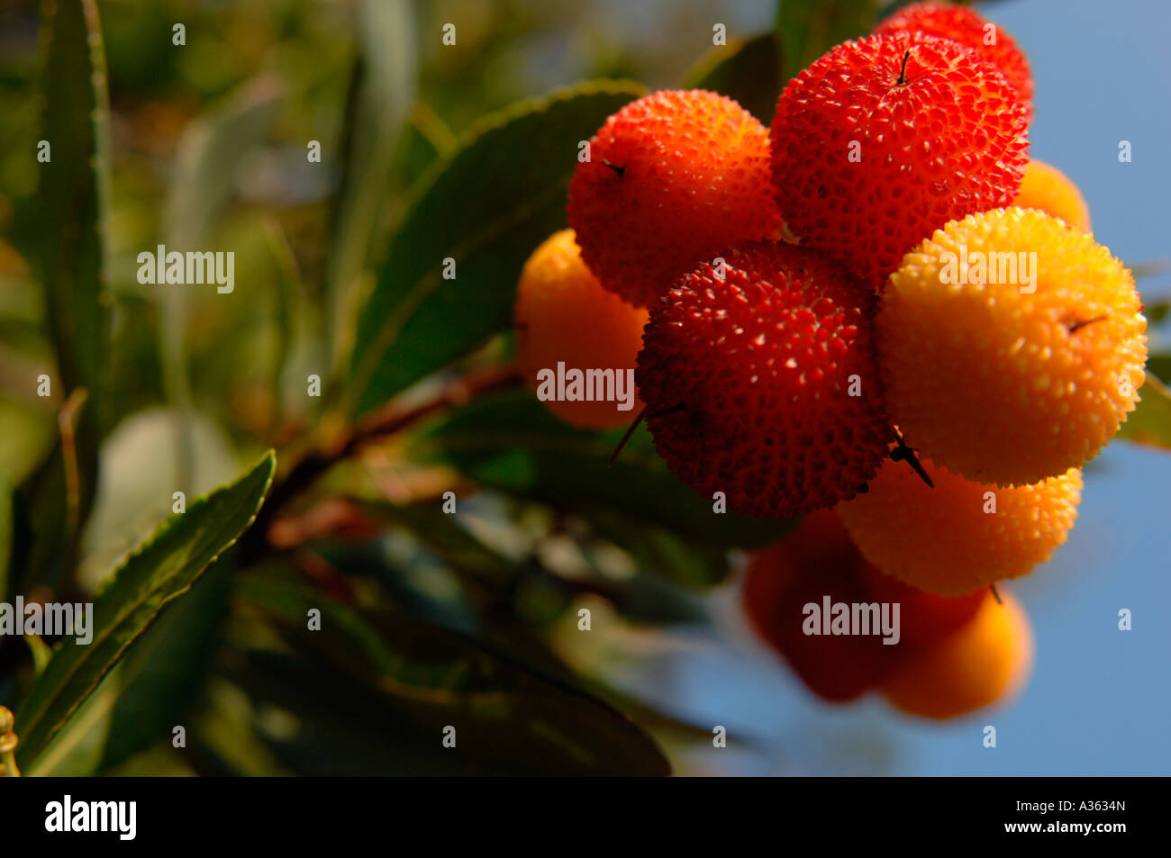 Arbousier Commun Mediterranean Tree Stock Photo - Alamy