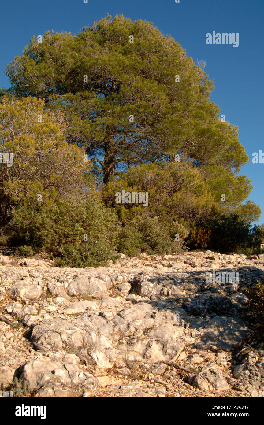 Tree and Blue Sky Stock Photo - Alamy
