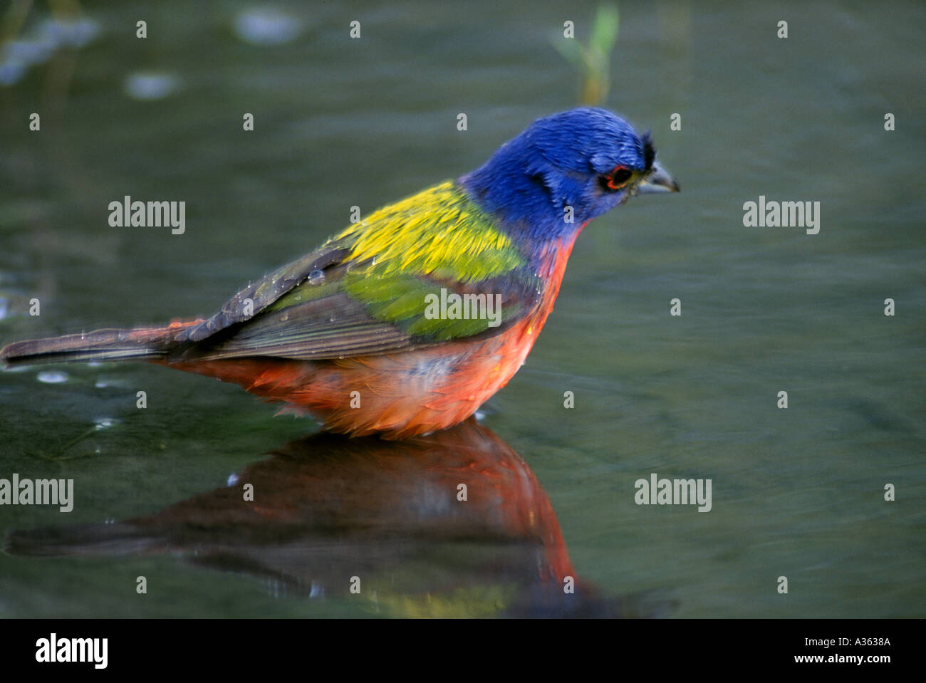 Secretative hi-res stock photography and images - Alamy