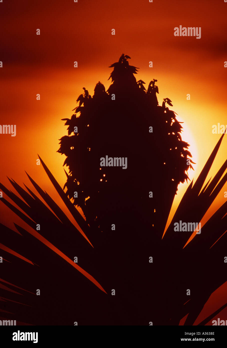 Spanish dagger hi-res stock photography and images - Alamy