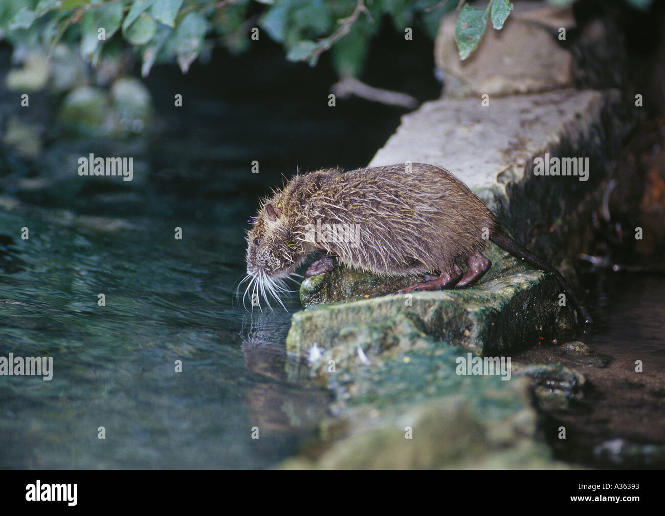 Nutria myocastor coypus Landa park in New Braunfels Tx US Stock Photo ...