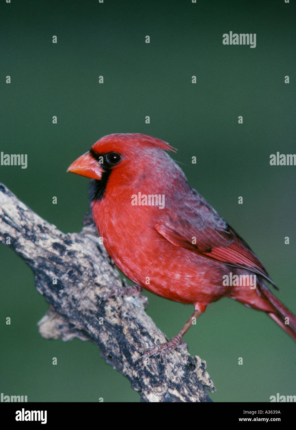 Northern Cardinal Cardinalis cardinalis Bee County Texas US Year around ...