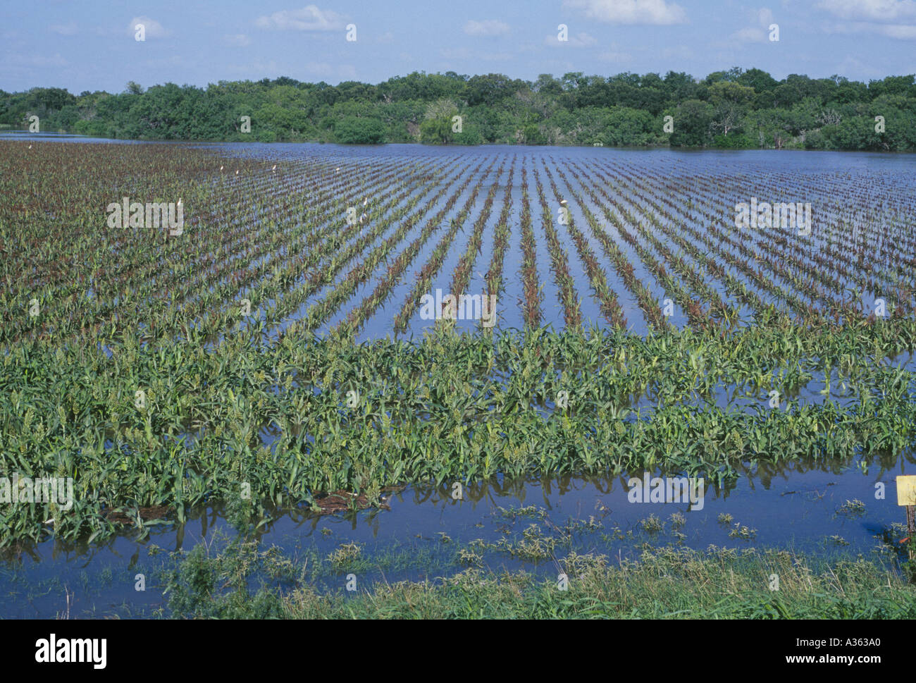 Crops flooded during river overflow near Three Rivers Texas USA Stock ...