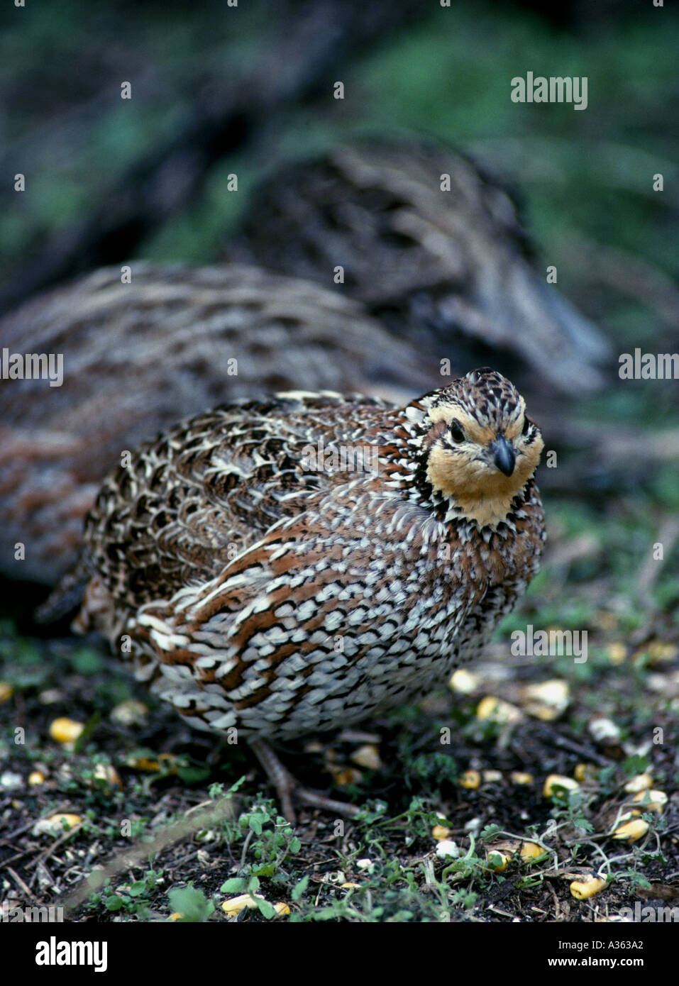 Northern Bobwhite Quail Colinus virginianus Live Oak County Texas US ...