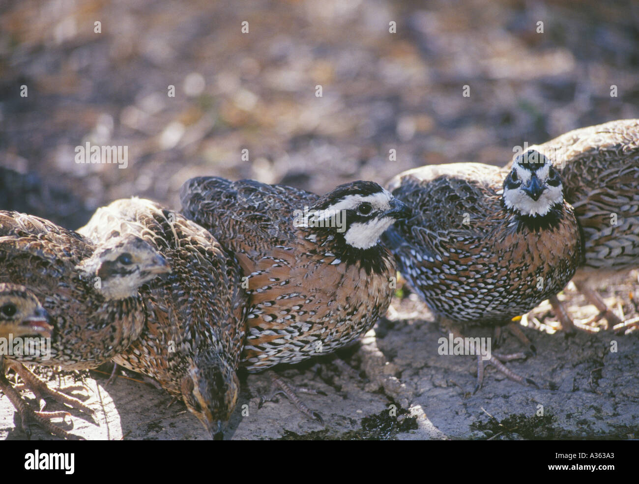 Quail Flying Stock Photos & Quail Flying Stock Images - Alamy