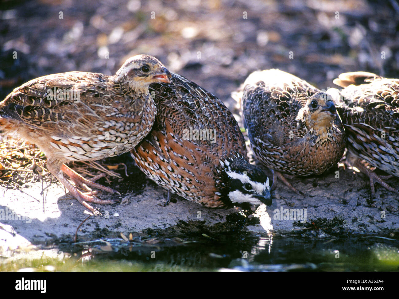 Quail Flying Stock Photos & Quail Flying Stock Images - Alamy