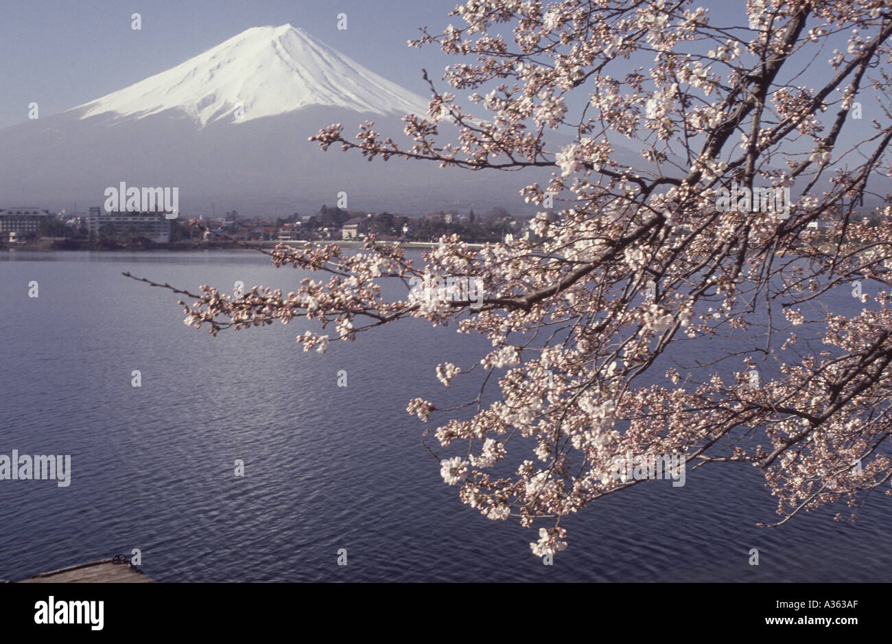 Mount Fuji with cherry blossoms in April beside Lake Kawaguchi in the ...