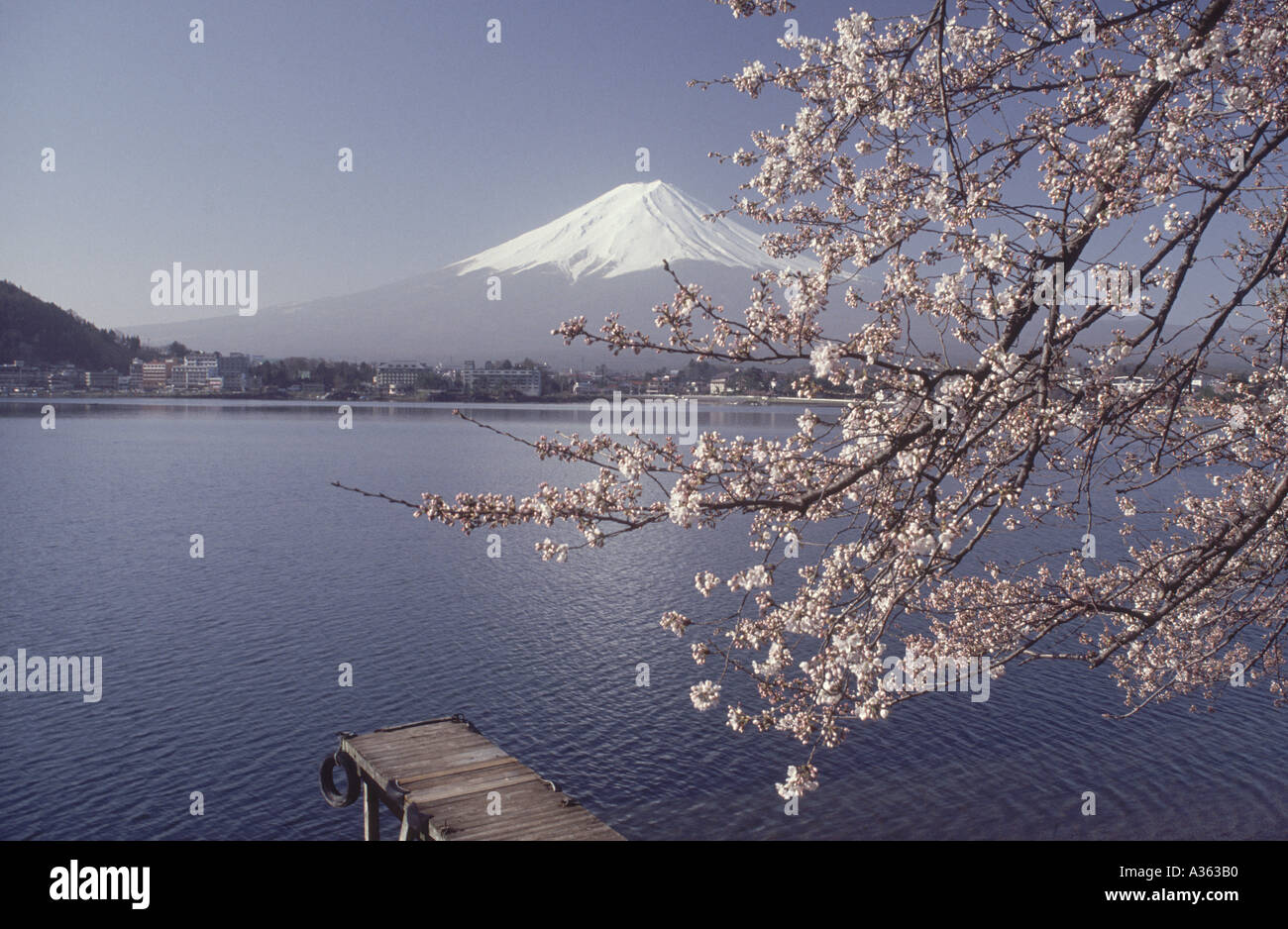 Mount Fuji with cherry blossoms in April on the shore of Lake Kawaguchi ...