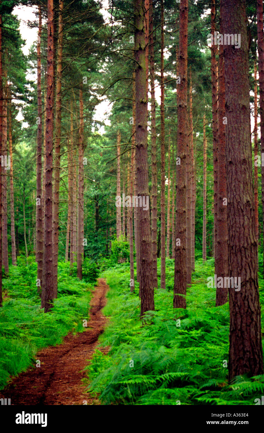 path through Pine trees Stock Photo - Alamy