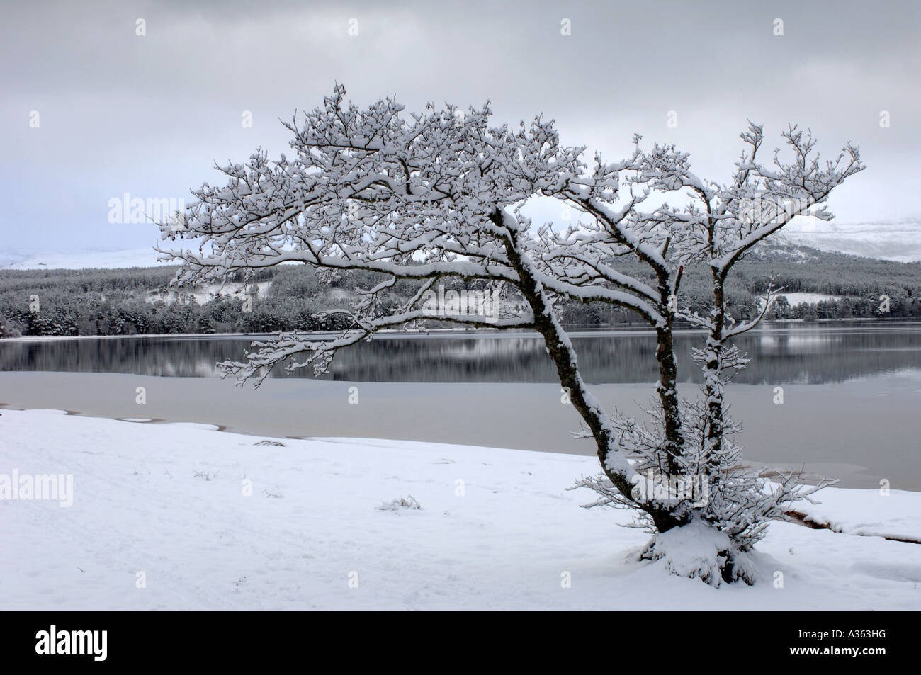 Loch Morlich in the grip of Winter, Strathspey Scottish Highlands. XPL ...