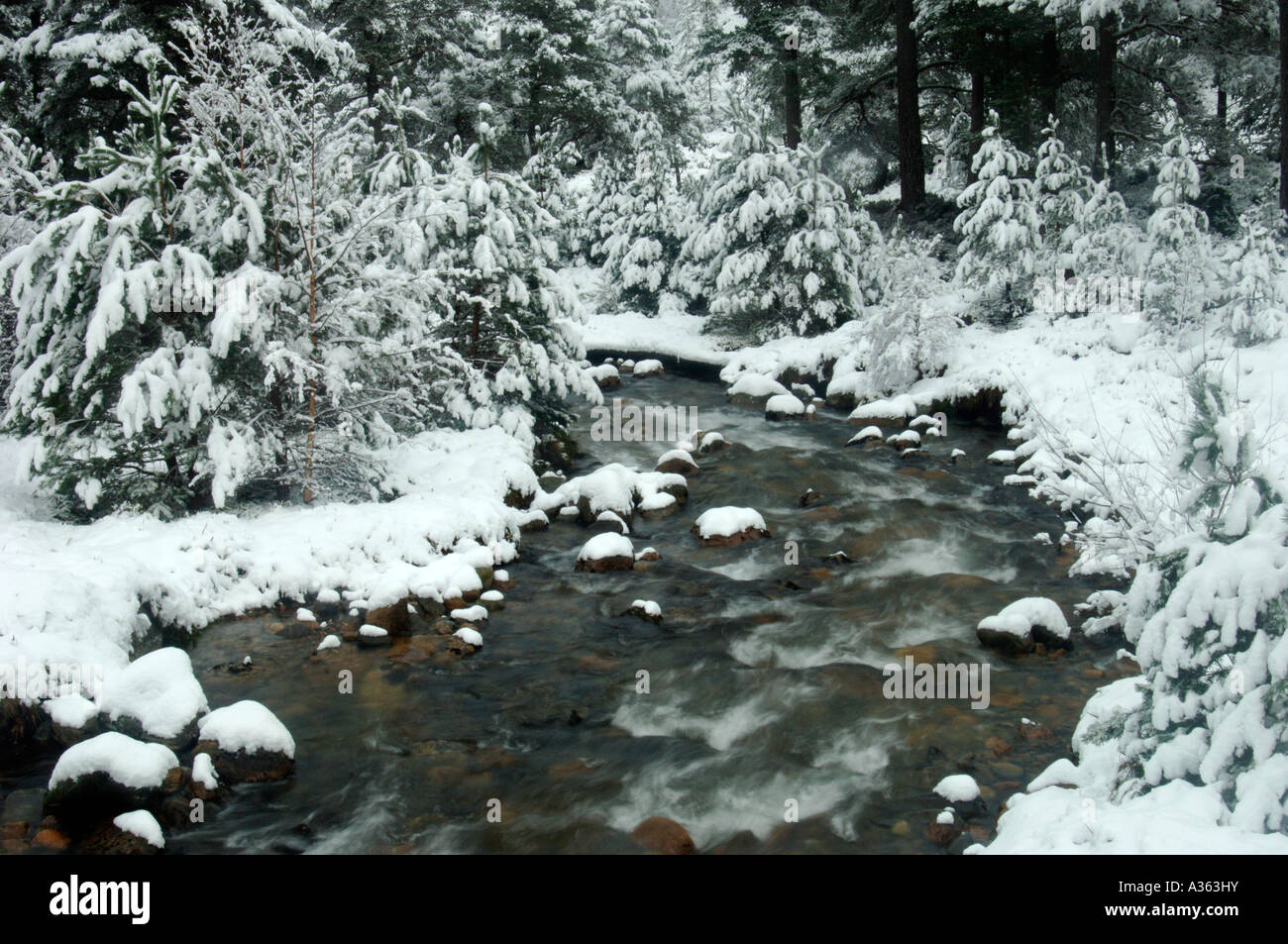 Winter in Glenmore Forest Park, Aviemore. Strathspey, Scottish ...